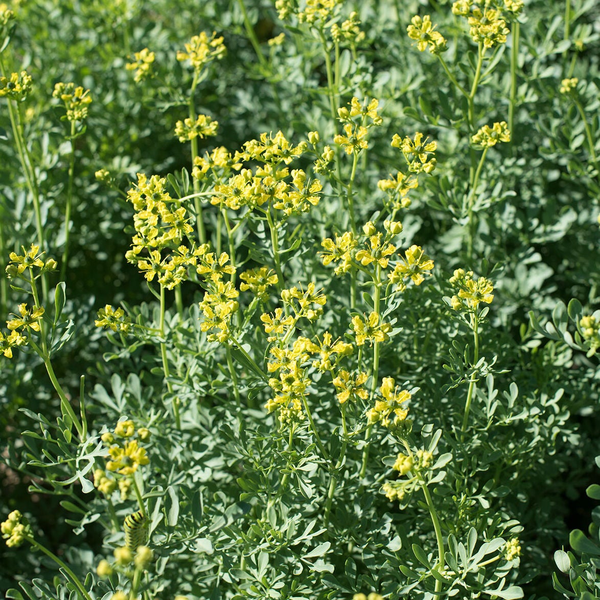 Rue / Ruda | Tree Amigos Growers