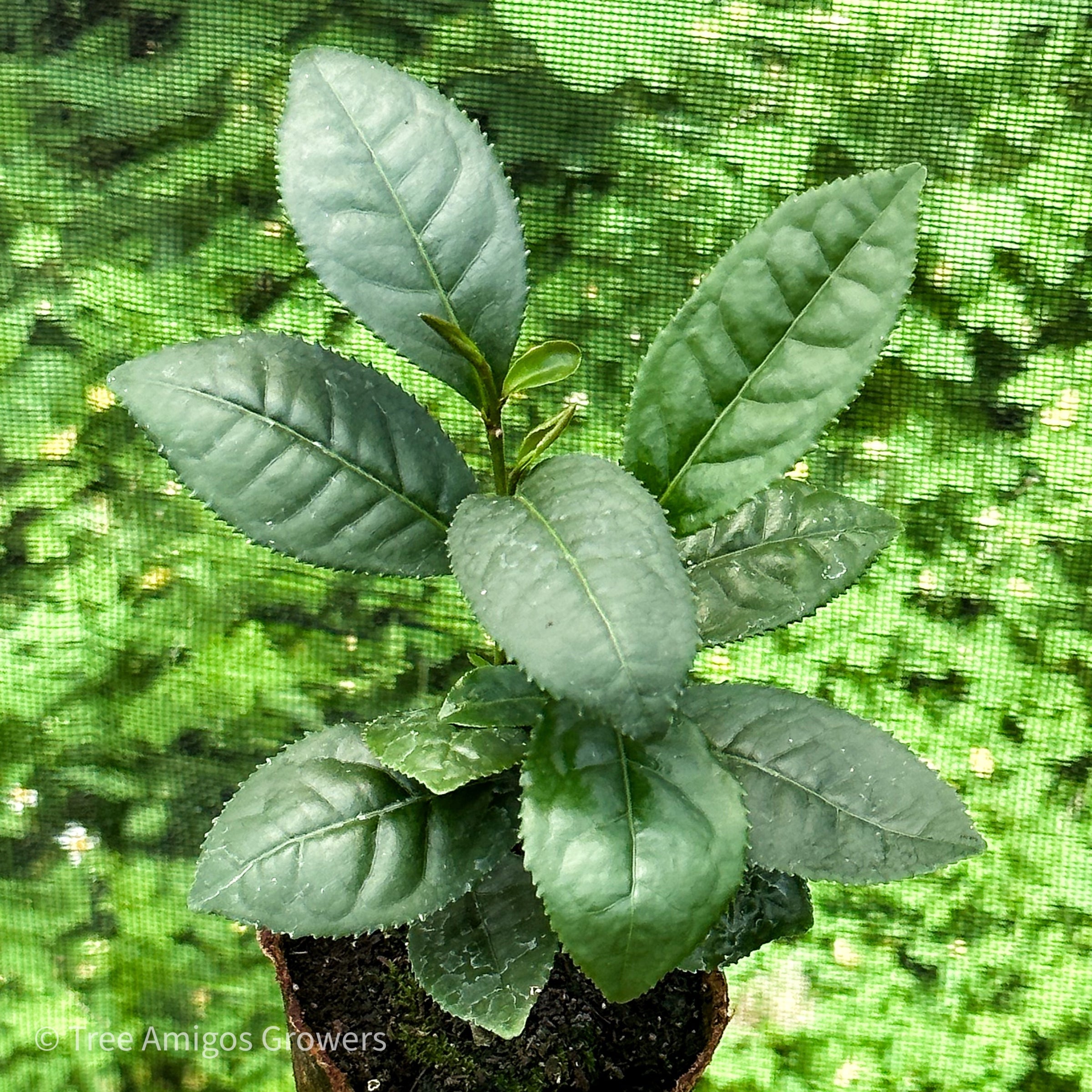 Long Leaf Bush