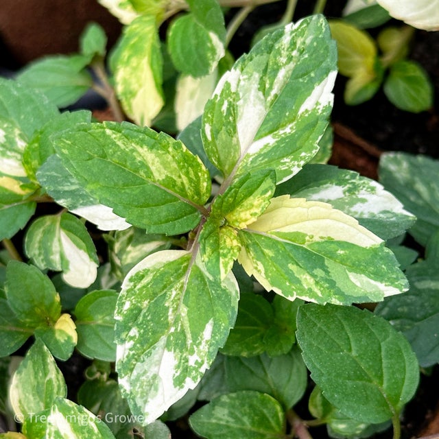 Mint - Variegated Peppermint