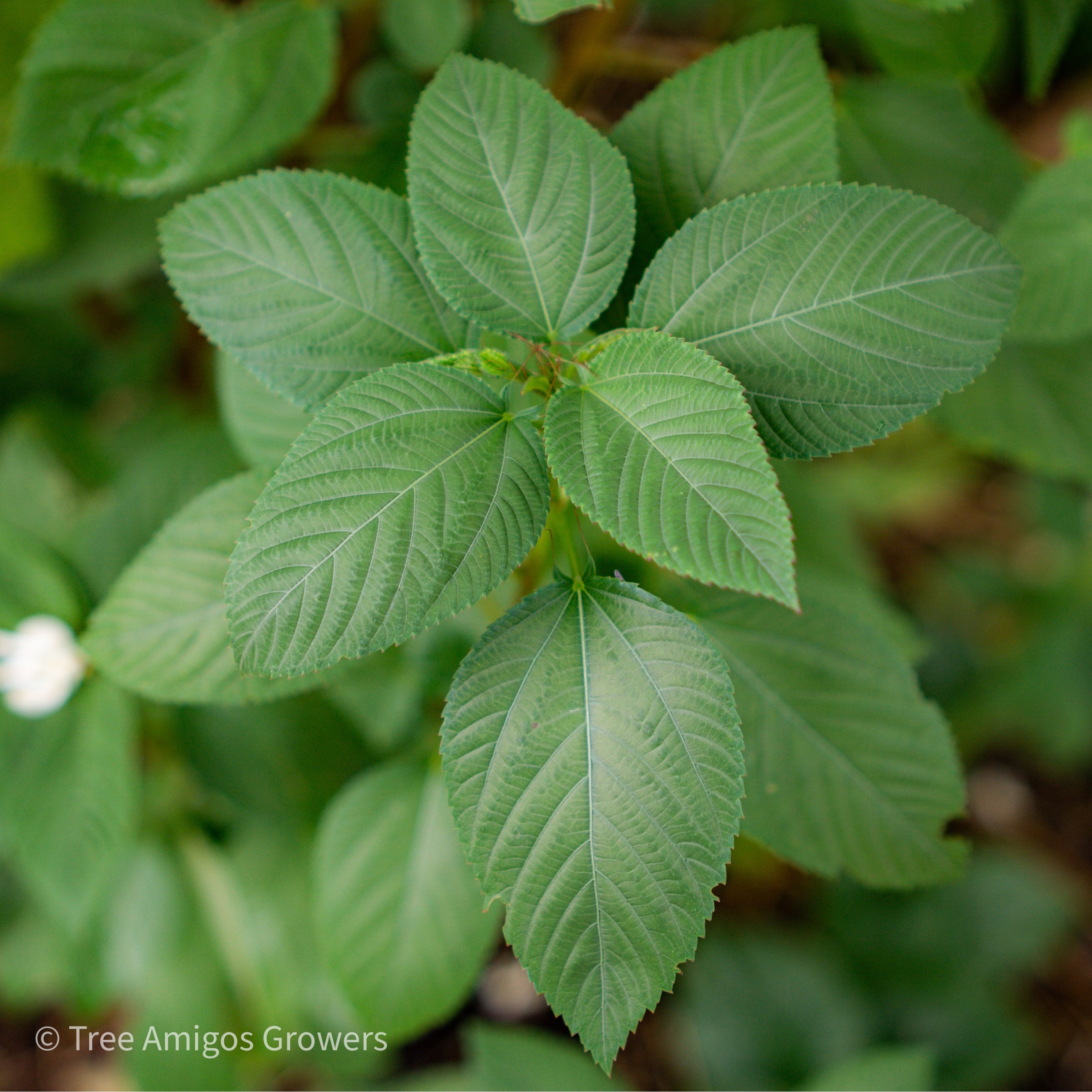 400 Molokhia Egyptian Spinach Seeds – Seed World, 60% OFF