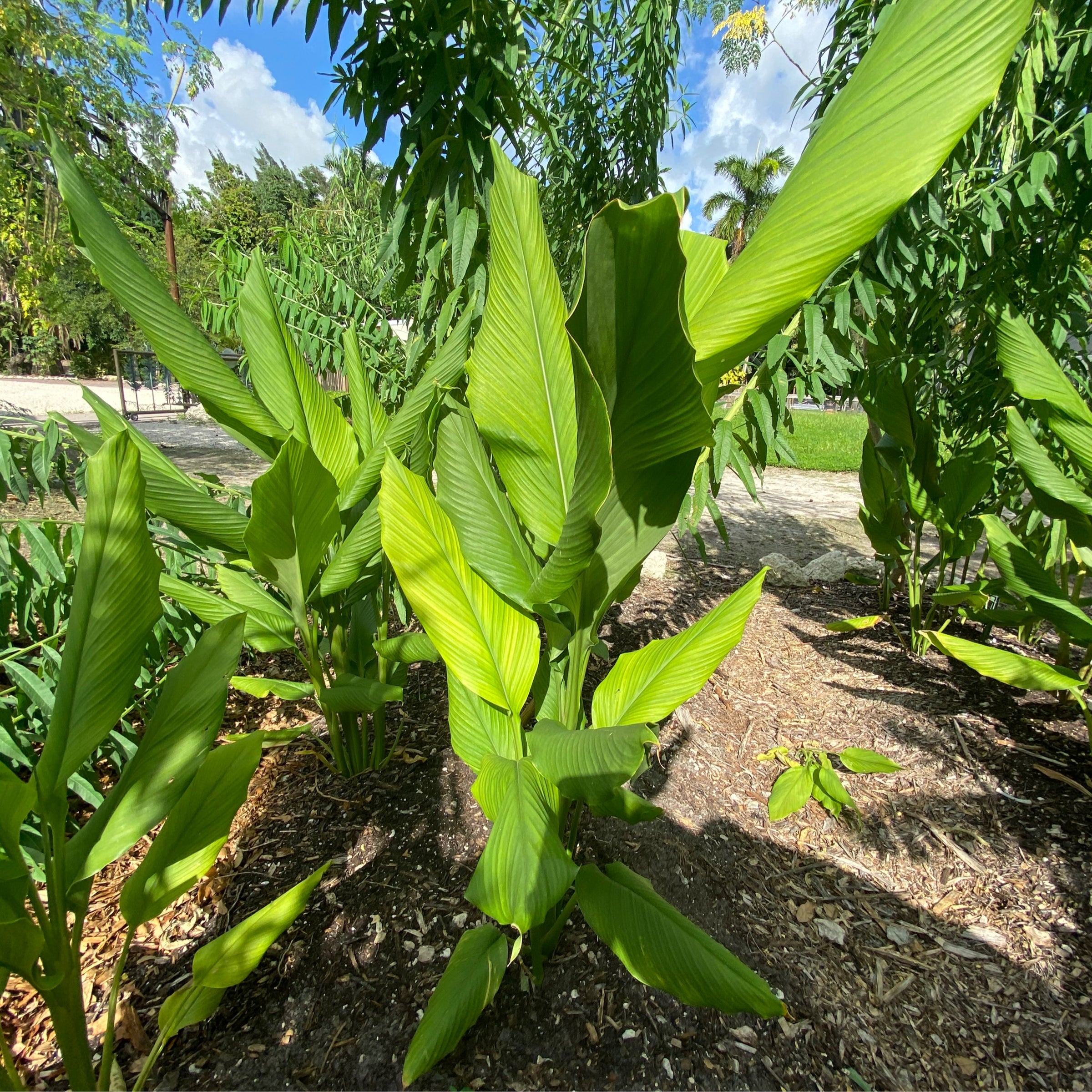 Turmeric Tree