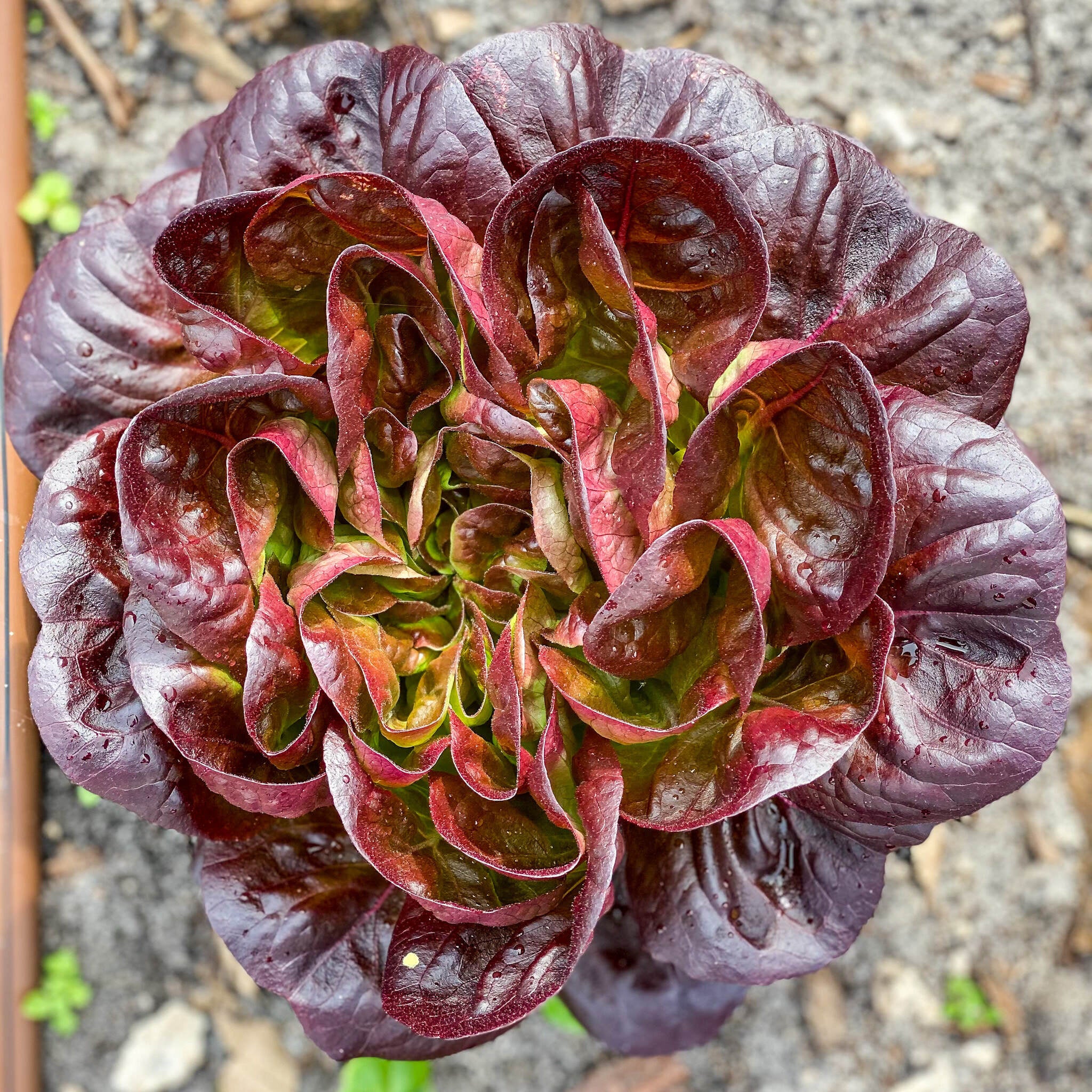 Red Butterhead Lettuce