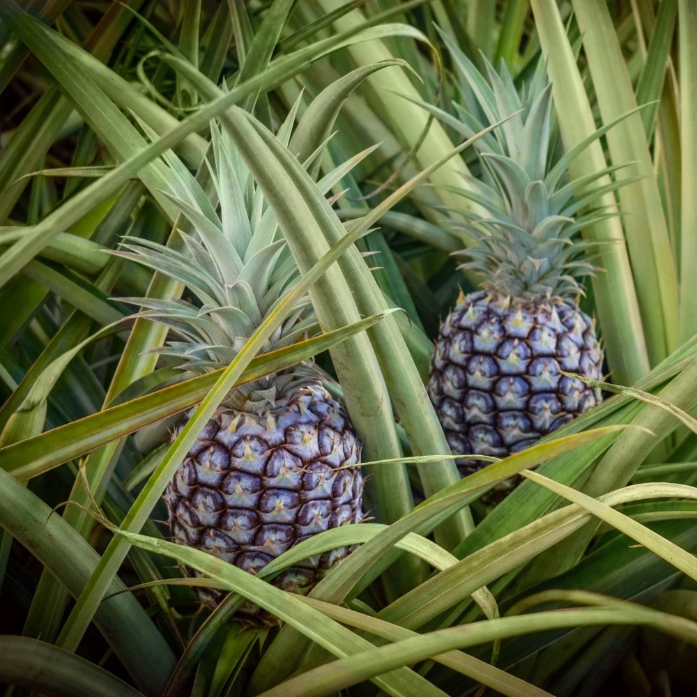 Pineapple Fruit Tree