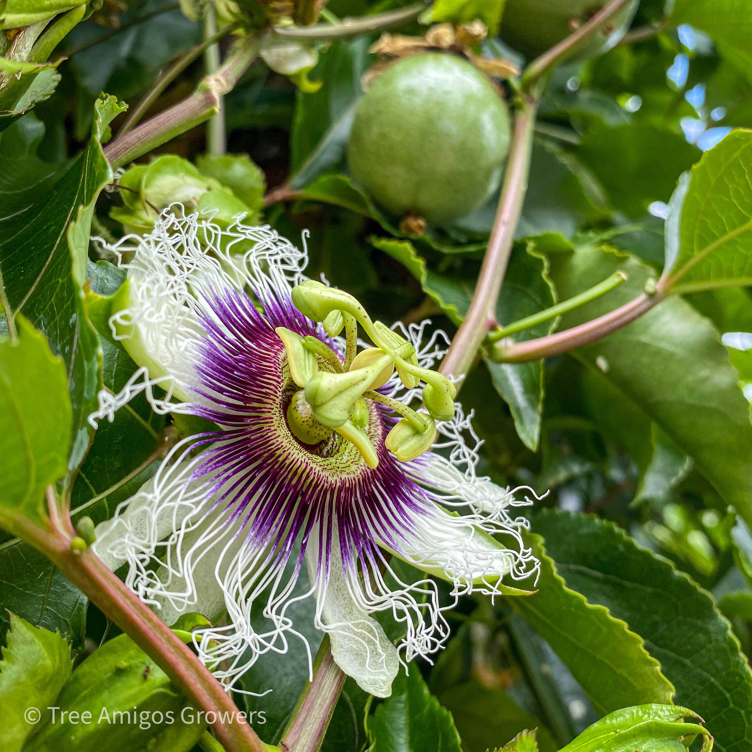 Granadilla Tree